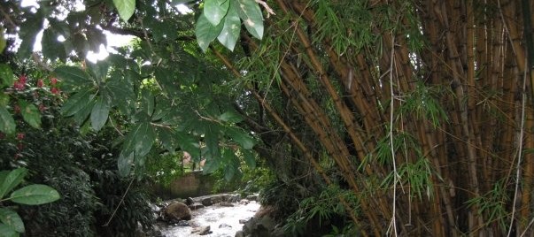 costa rica bamboo – divinewiz